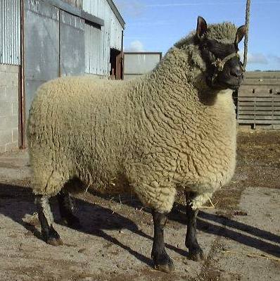 Clun History - Article 6